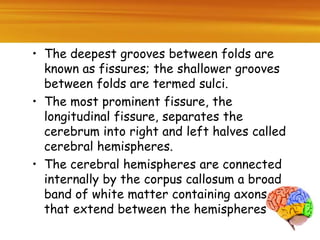 Functional organization of the cerebral cortex i sensory & motor cortex ...