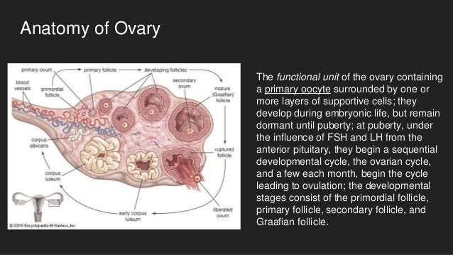 Functional ovarian cyst and its differential diagnosis