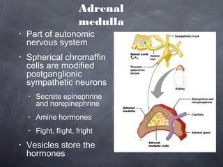 Adrenal medullary hormones By Abdul Qahar | PPT
