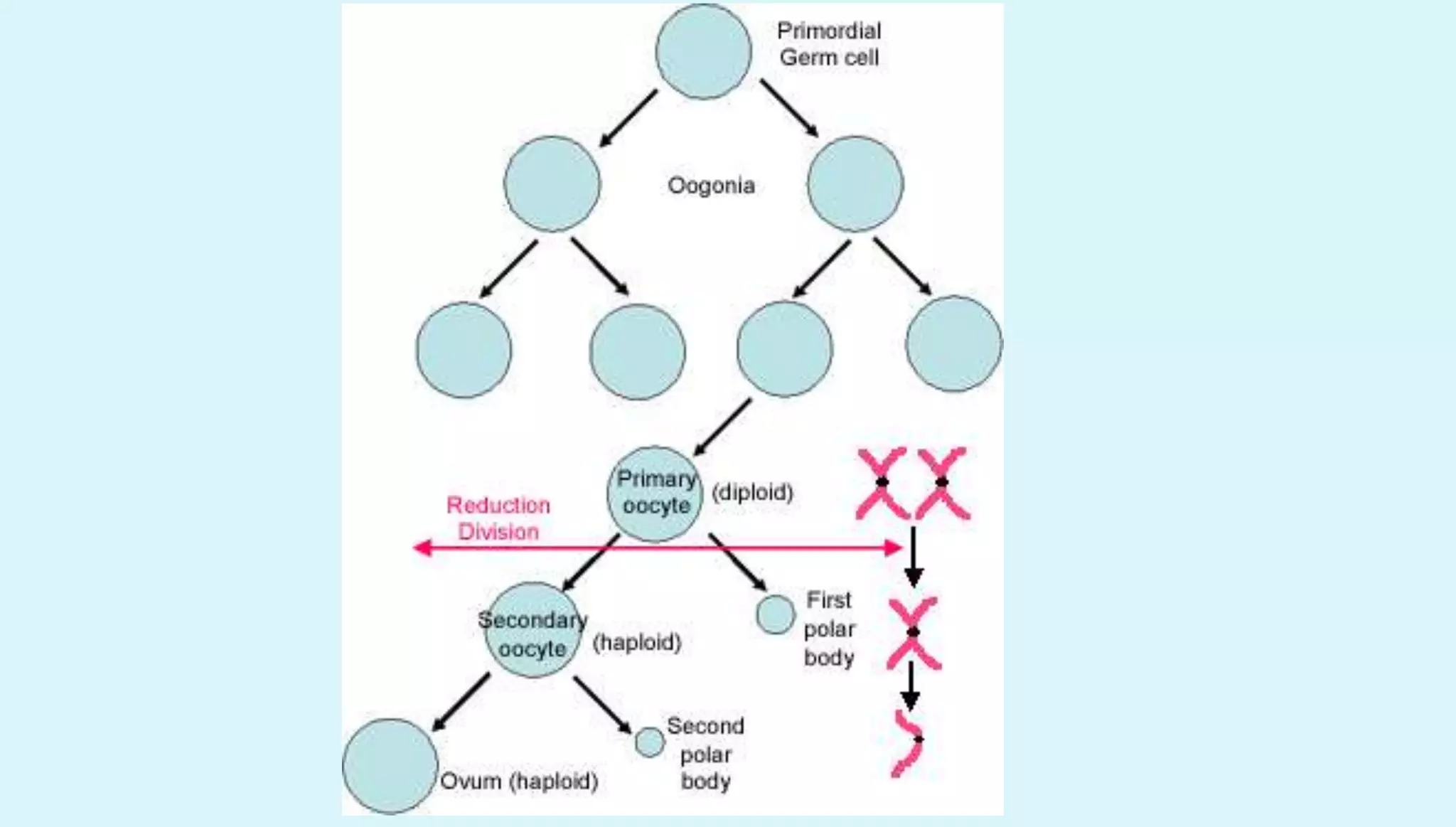Functional physiology of the genital organs of the domestic | PPT
