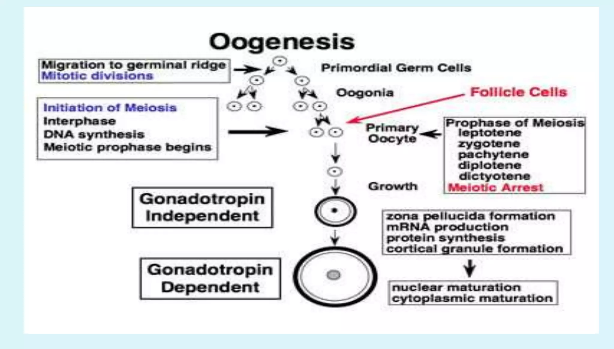 Functional physiology of the genital organs of the domestic | PPT