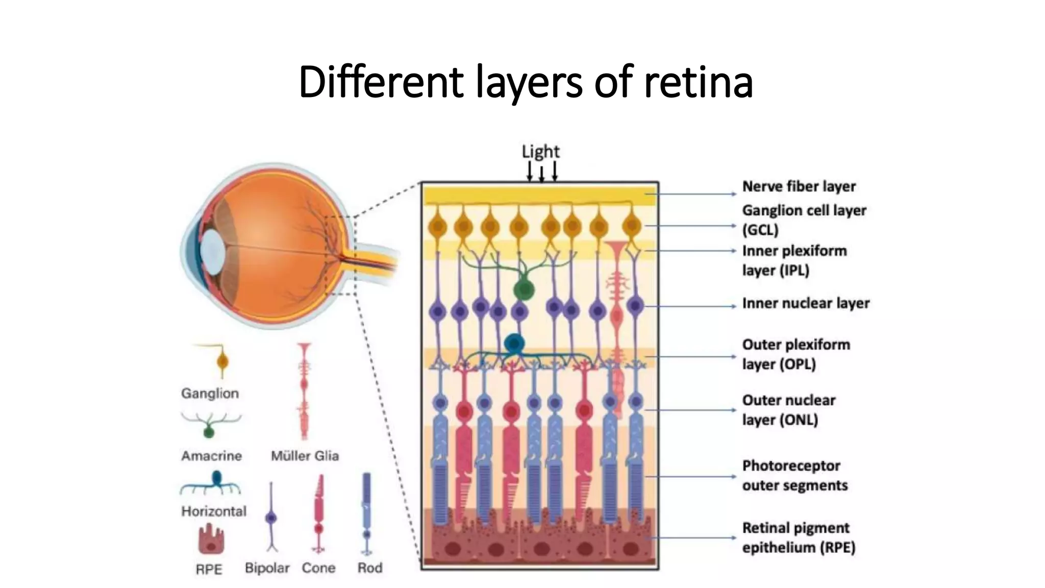Functional retinal physiology - Archana.pptx