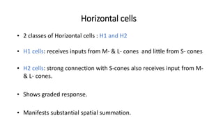 Functional retinal physiology - Archana.pptx
