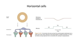 Functional retinal physiology - Archana.pptx