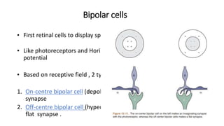 Functional retinal physiology - Archana.pptx