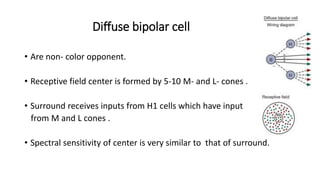 Functional retinal physiology - Archana.pptx