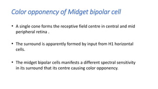 Functional retinal physiology - Archana.pptx