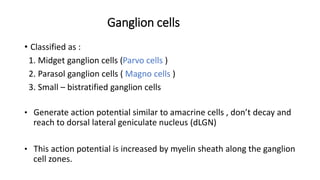 Functional retinal physiology - Archana.pptx