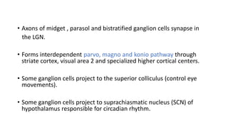 Functional retinal physiology - Archana.pptx