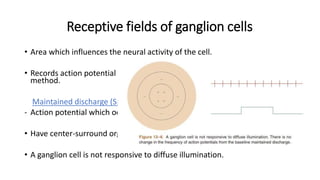 Functional retinal physiology - Archana.pptx