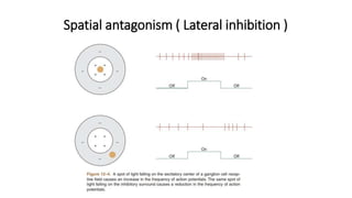 Functional retinal physiology - Archana.pptx