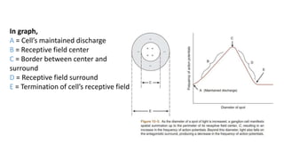 Functional retinal physiology - Archana.pptx