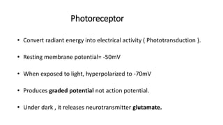 Functional retinal physiology - Archana.pptx