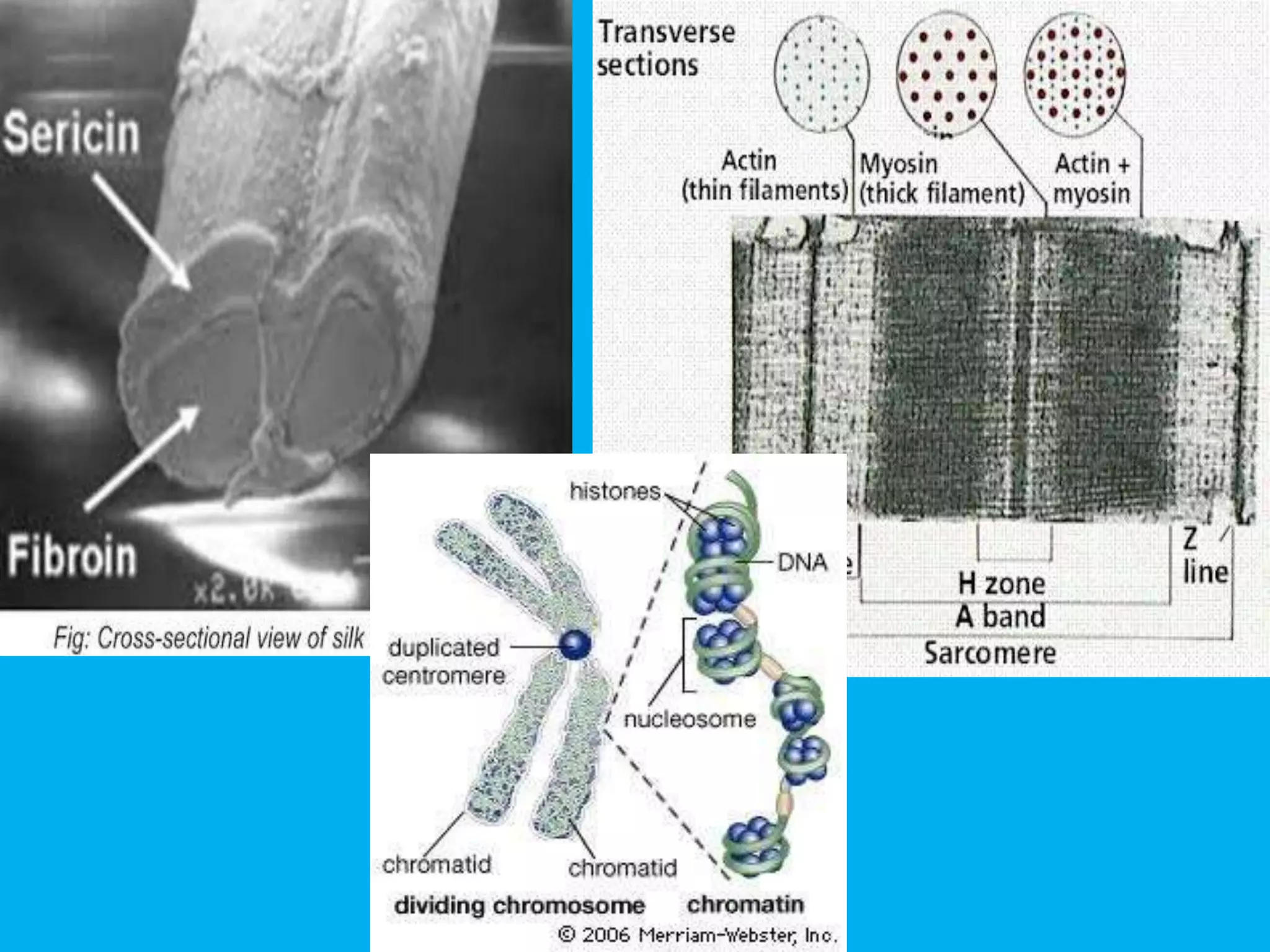 Functional role and activation of protein synthesis in insects | PPTX