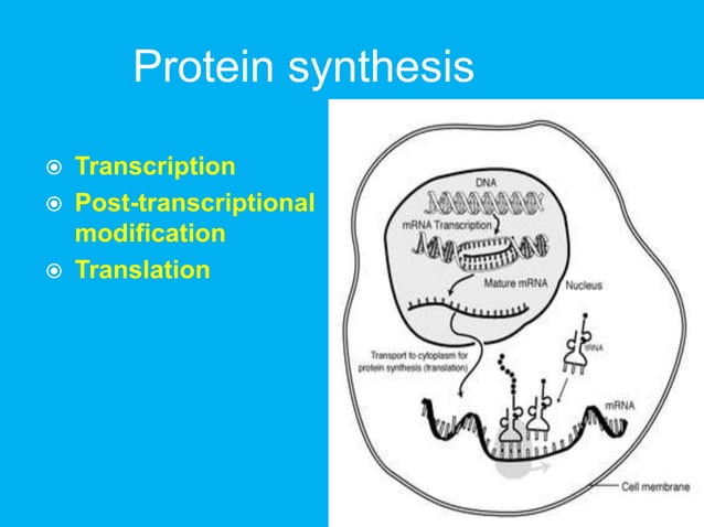 Functional role and activation of protein synthesis in insects | PPTX