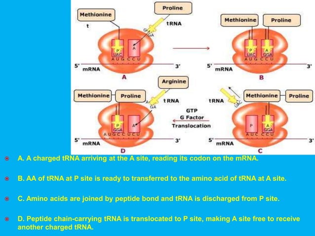 Functional role and activation of protein synthesis in insects | PPTX