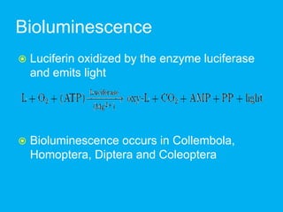 Functional role and activation of protein synthesis in insects | PPTX