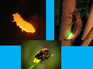 Functional role and activation of protein synthesis in insects | PPTX