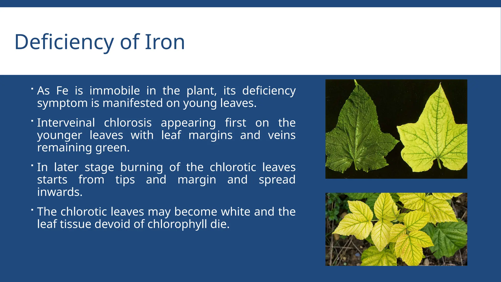 Function and deficiency symptoms of micronutrients.pptx