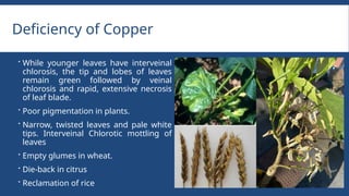 Function and deficiency symptoms of micronutrients.pptx