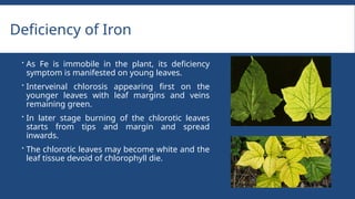 Function and deficiency symptoms of micronutrients.pptx