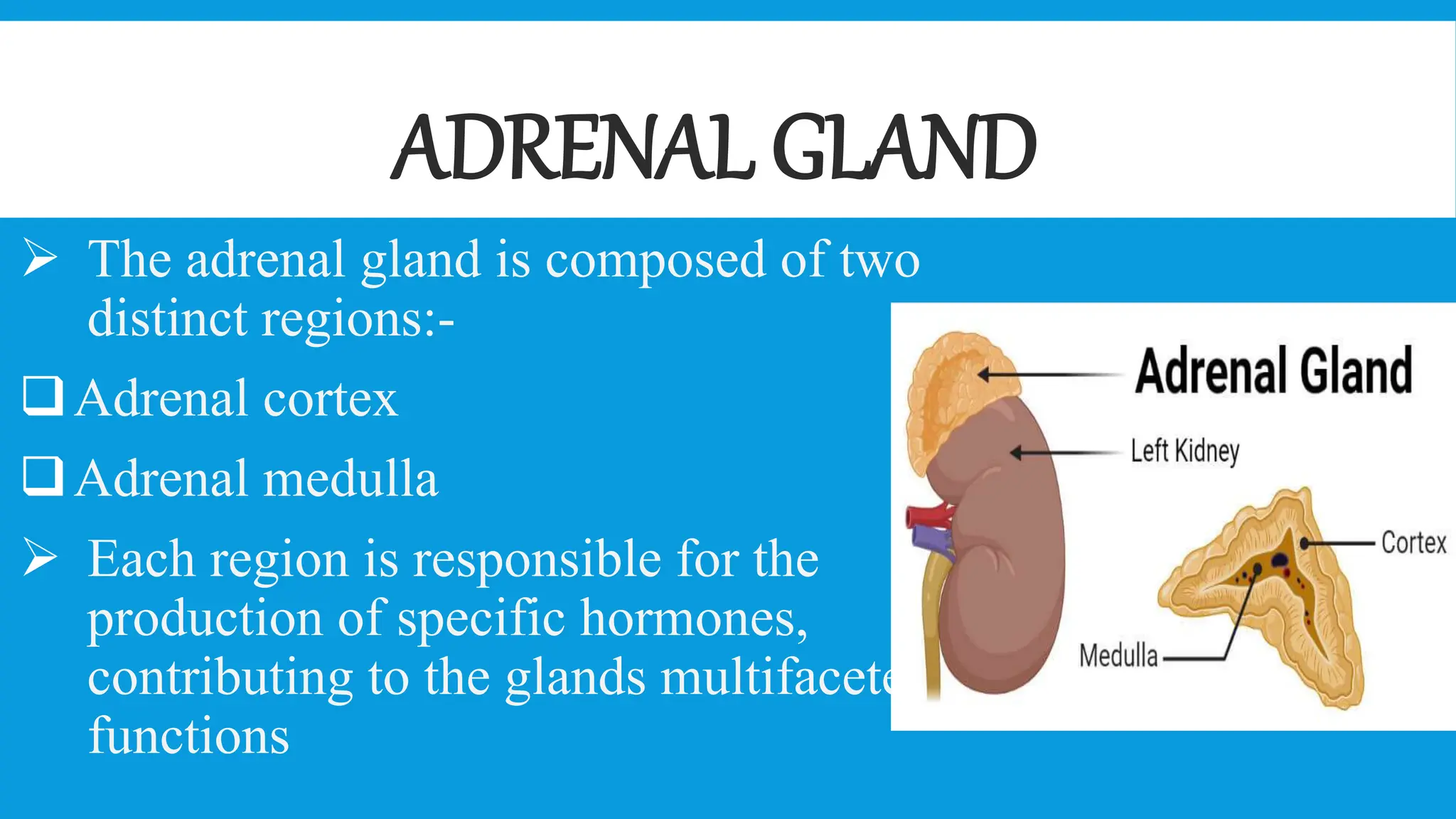 Function and hormones of adrenal gland.pptx