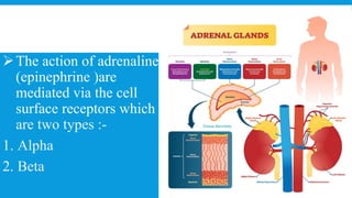 Function and hormones of adrenal gland.pptx