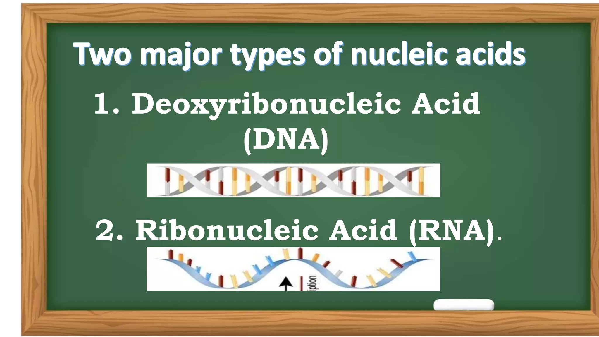 FUnction and Structure of DNA and RNA.pptx