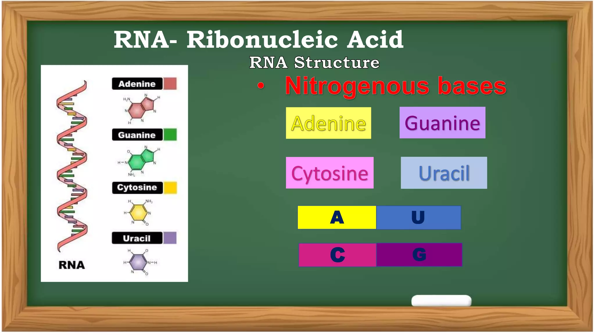 FUnction and Structure of DNA and RNA.pptx