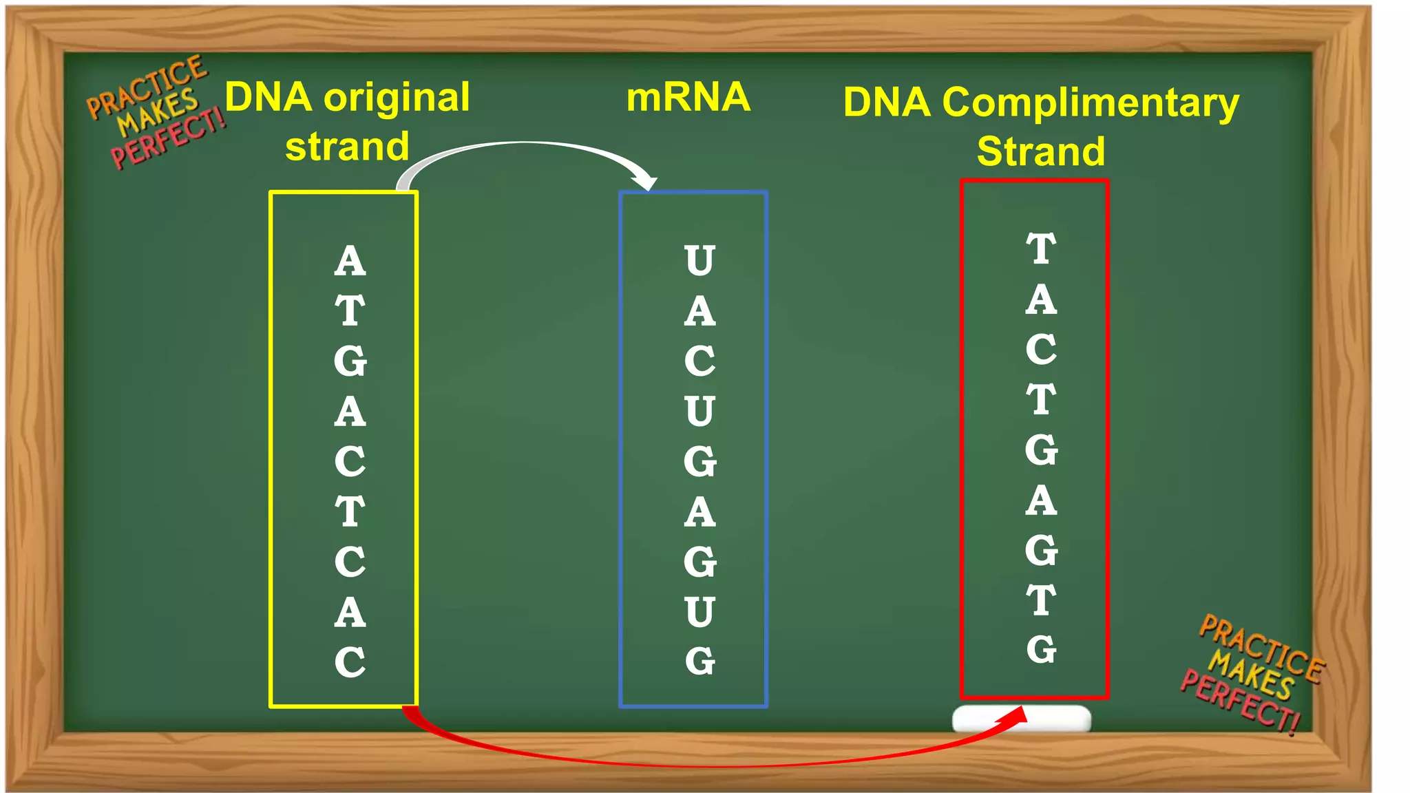 FUnction and Structure of DNA and RNA.pptx