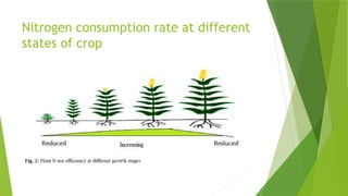 function deficiency and toxicity symptoms of nitrogen in plants.pptx