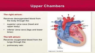 Functioning of human heart | PPTX