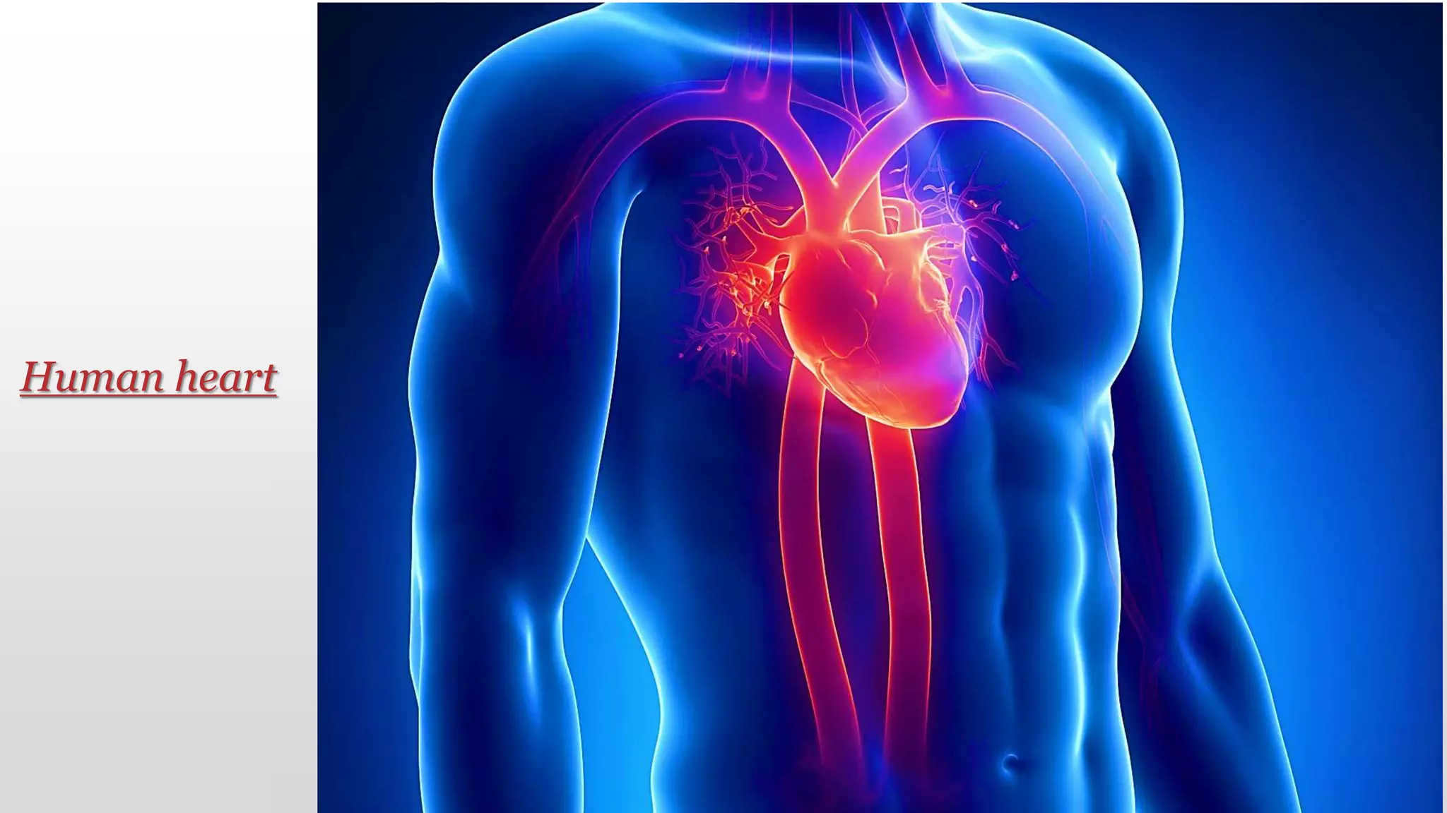 Functions of human heart | PPTX