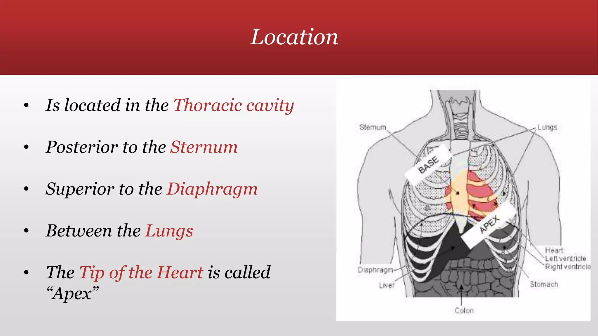 Functions of human heart | PPTX