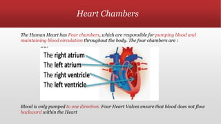 Functions of human heart | PPTX