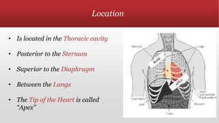 Functions of human heart | PPTX