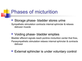 Functioning of urinary system | PPT