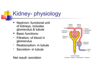 Functioning of urinary system | PPT
