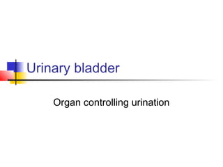 Functioning of urinary system | PPT