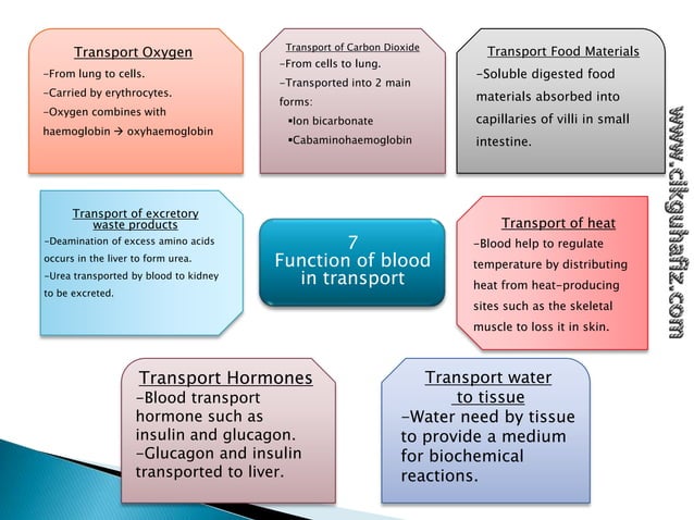 Function of blood transportation | PPTX