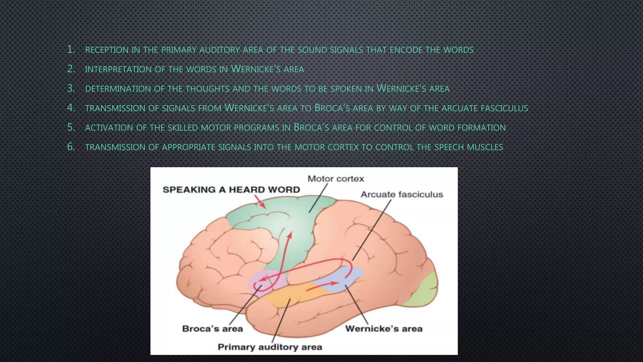 Function of brain in communication | PPTX