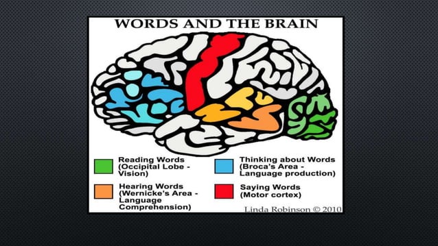 Function of brain in communication | PPT