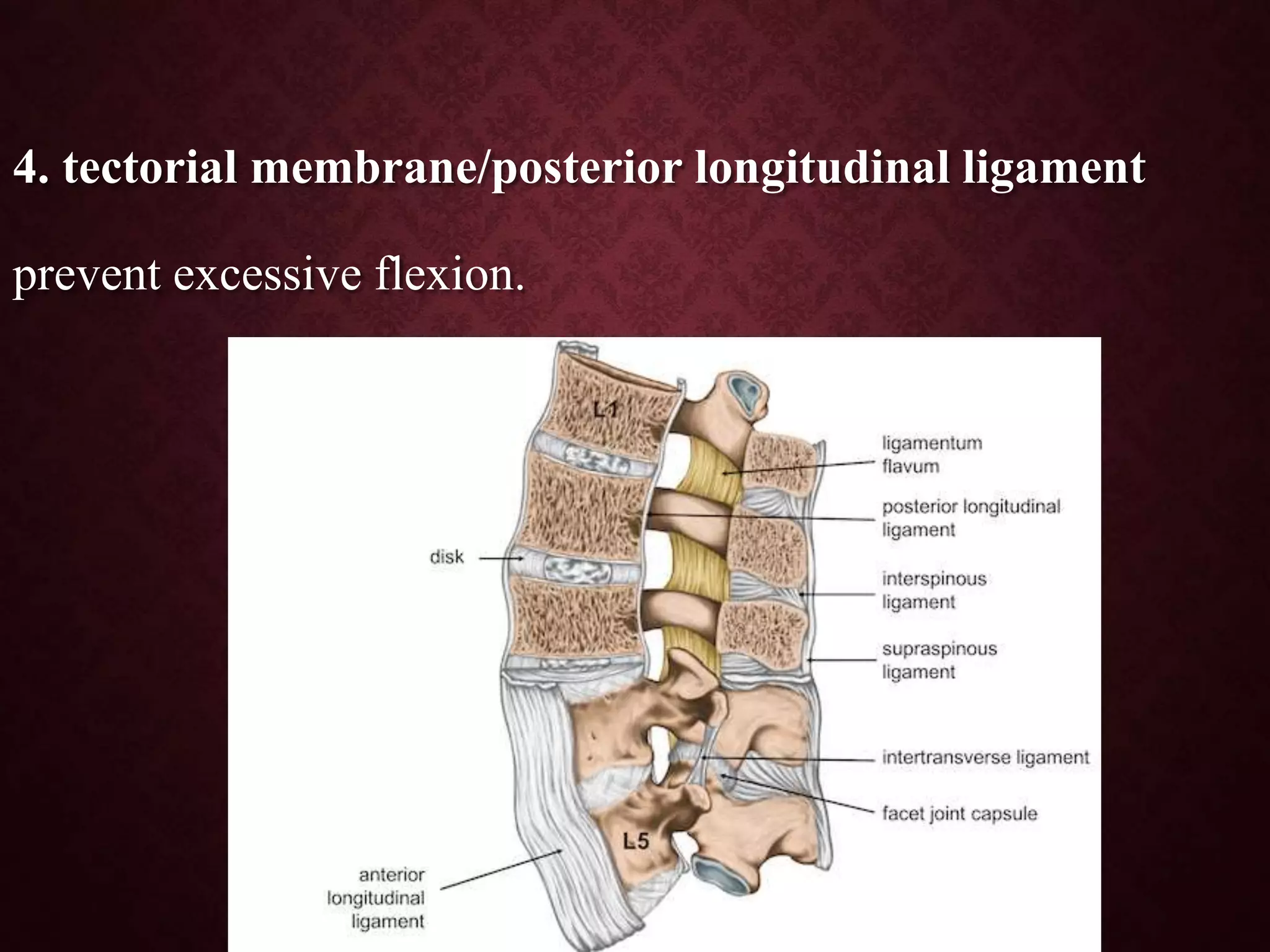 Function of cervical region | PPTX