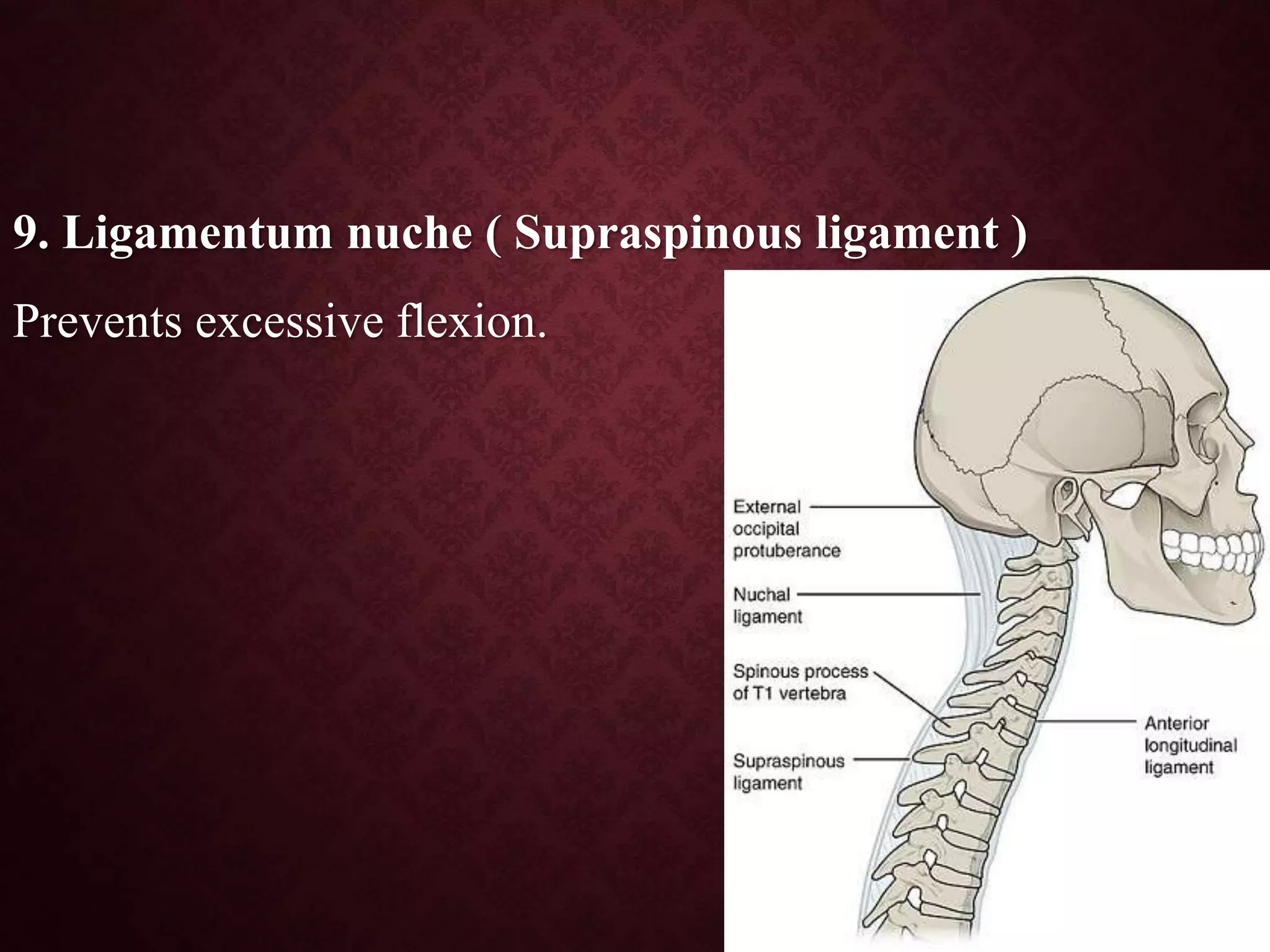 Function of cervical region | PPTX
