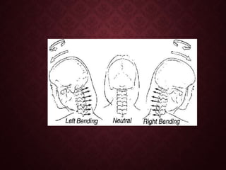 Function of cervical region | PPTX
