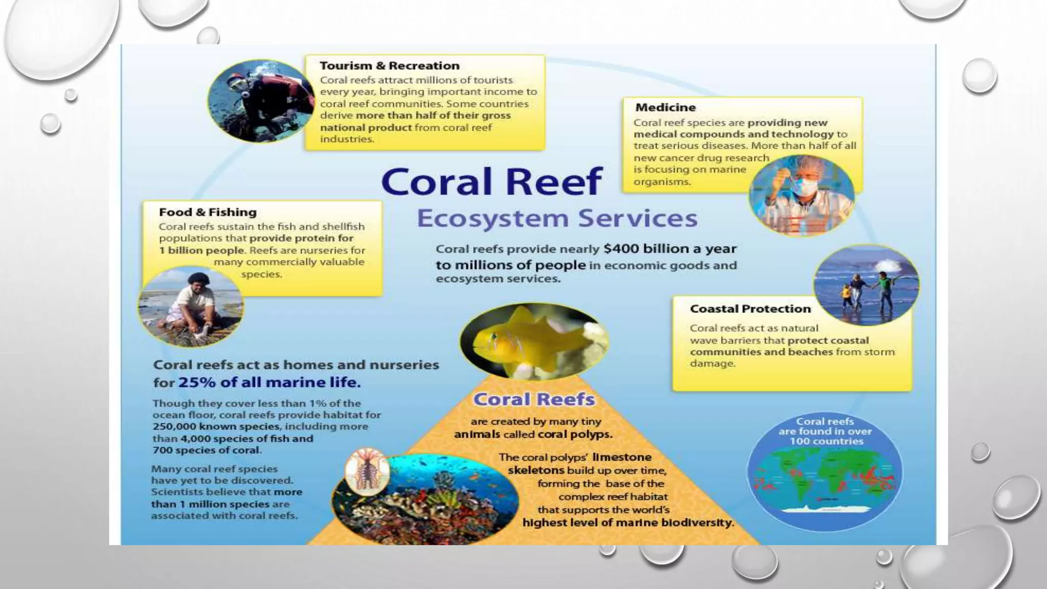 Function of coral reef.. | PPT