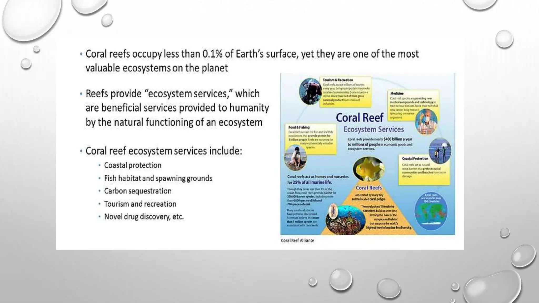 Function of coral reef.. | PPT