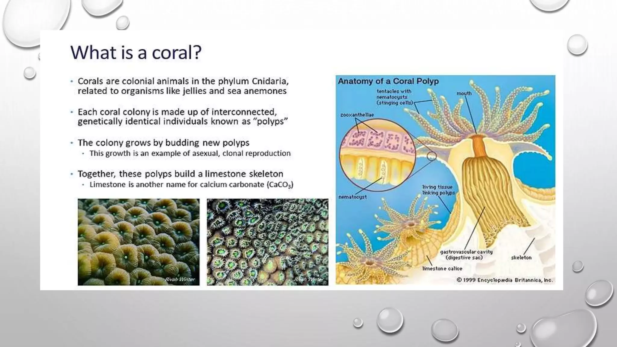 Function of coral reef.. | PPT