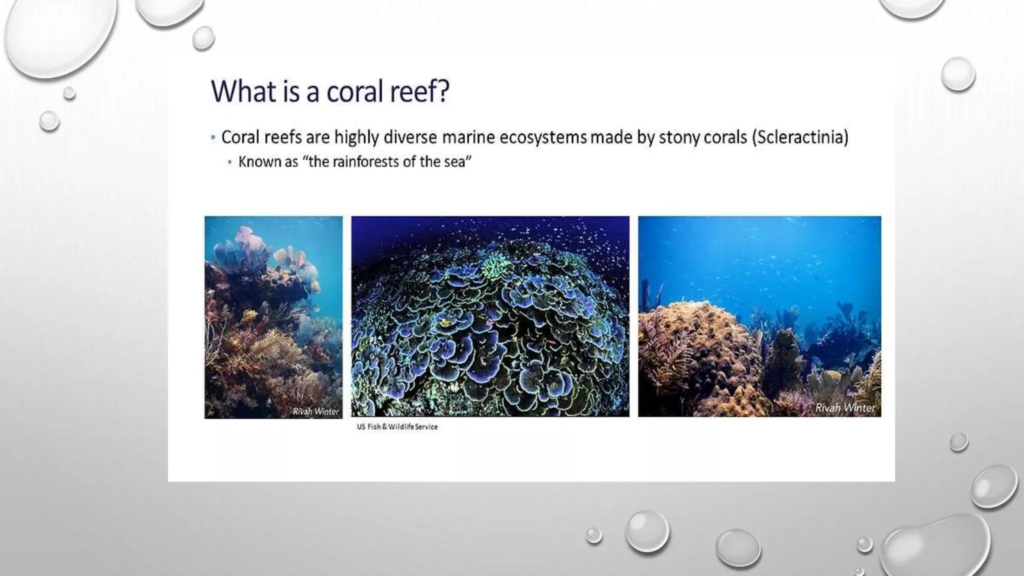 Function of coral reef.. | PPT