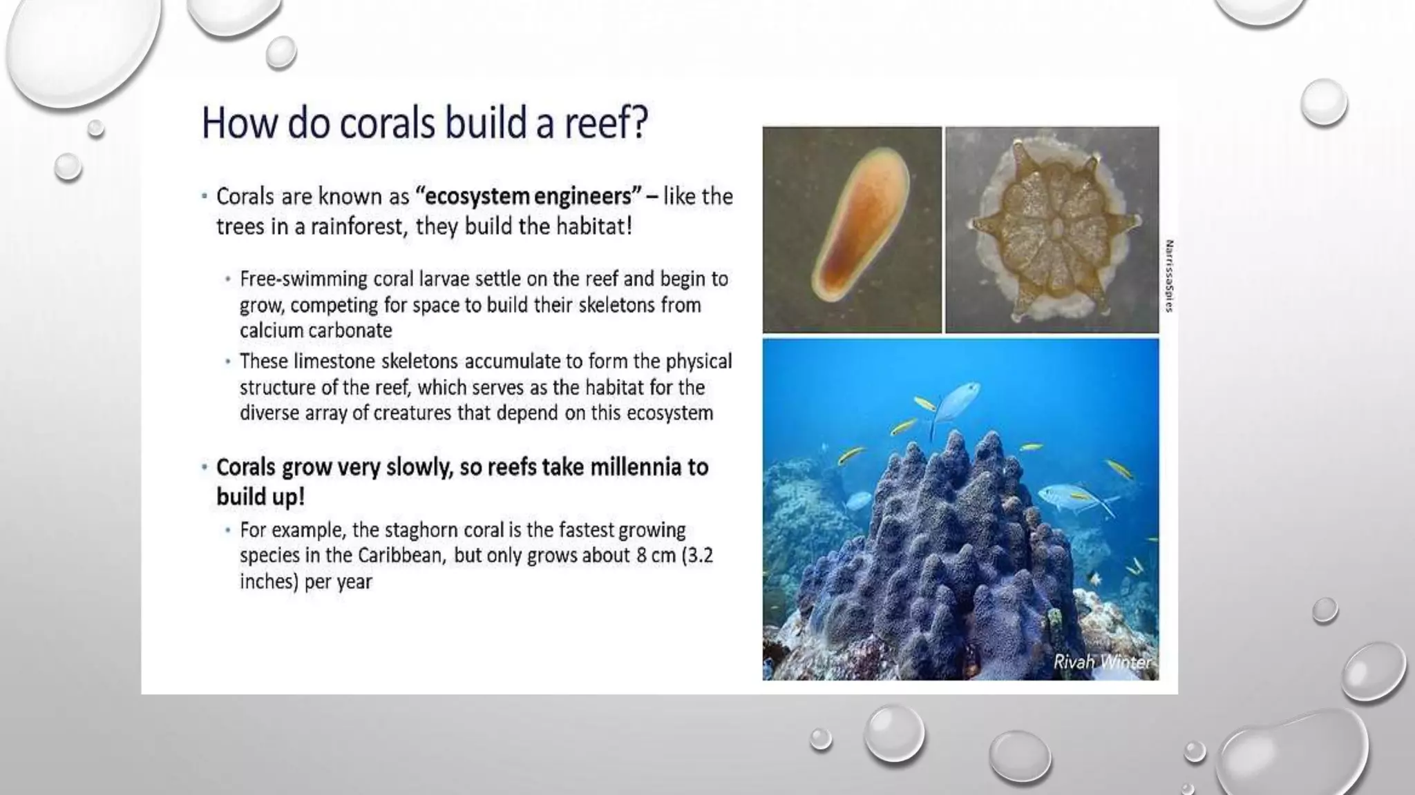 Function of coral reef.. | PPT
